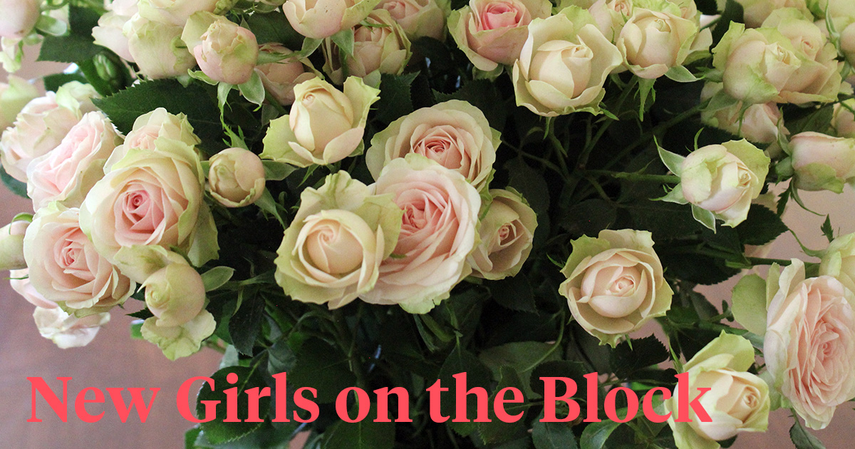 Sweet & Golden Blossoms Sprays Debut at FloraHolland