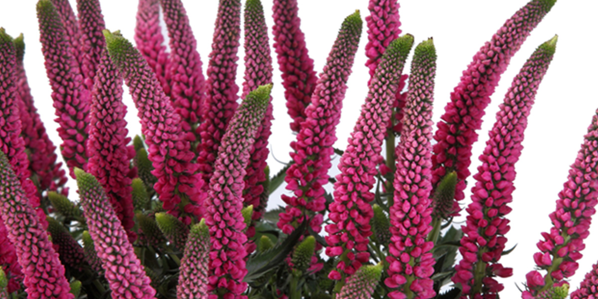 Veronica Smart Artist | Product Featured on Thursd.com