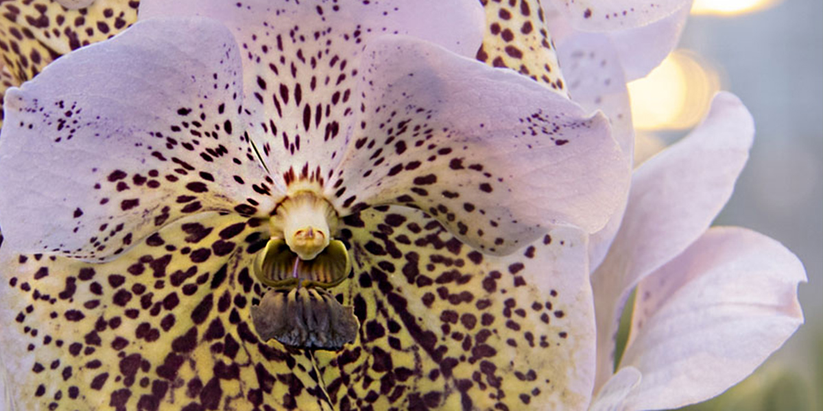 Vanda Divana Sea Shell