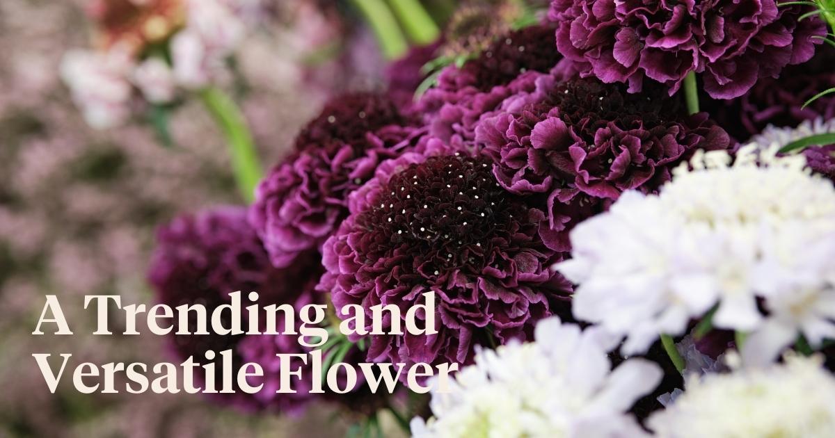 Scabiosa Scoop Are the Petit Fours of the Floral World