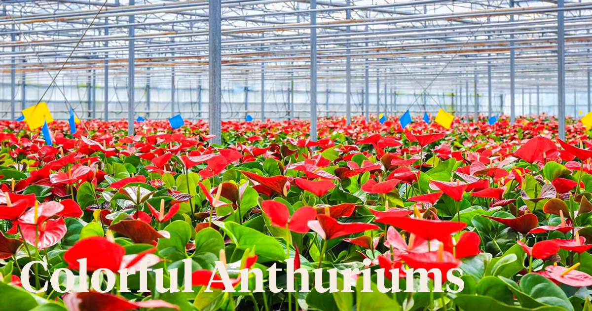 Potted Anthurium Toppers Recommended by Breeder Floricultura