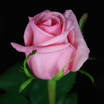 Rose Opala - Product onThursd