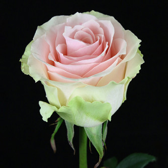 Rose Osiana - Product on Thursd