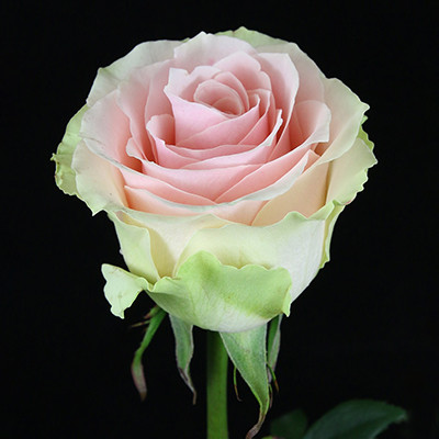 Rose Osiana - Product on Thursd