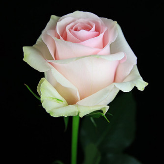 Rose Lorraine | Product Featured on Thursd.com