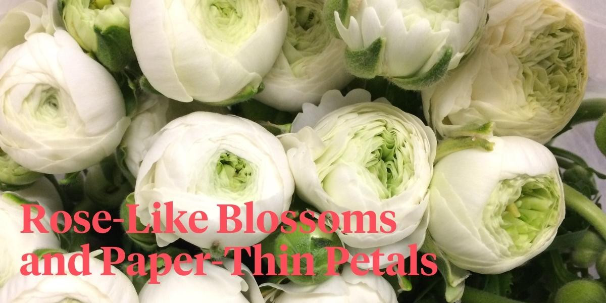 Ranunculus Clooney White: Luxe Texture for Bouquets