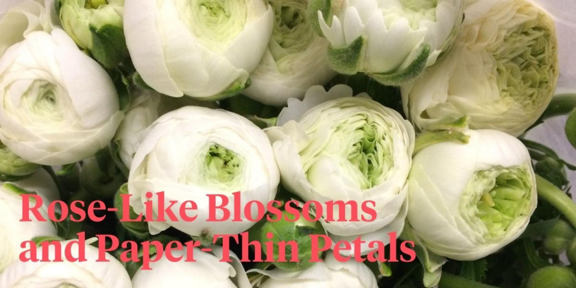Ranunculus Clooney White: Luxe Texture for Bouquets