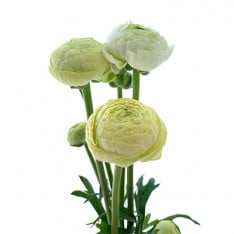 Ranunculus Aazur Cream - Product on Thursd