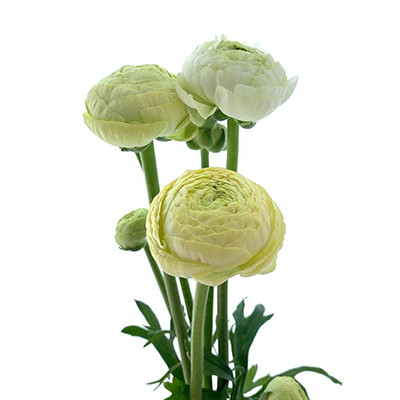 Ranunculus Aazur Cream