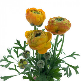 Products Archive - Thursd - Thursd