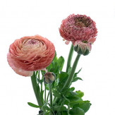 Ranunculus Aazur Pink
