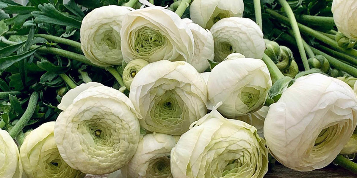 Ranunculus Aazur White