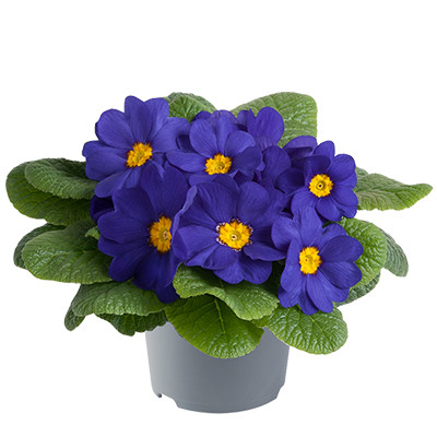 Primula Cairo Blue