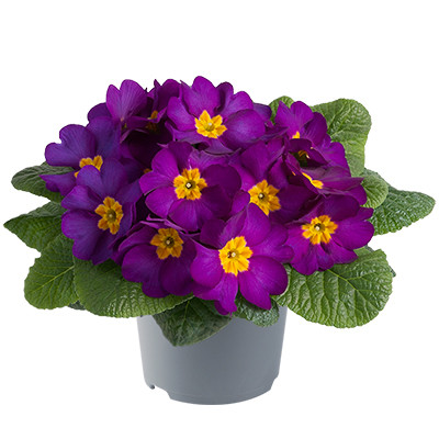Primula Salome Violet