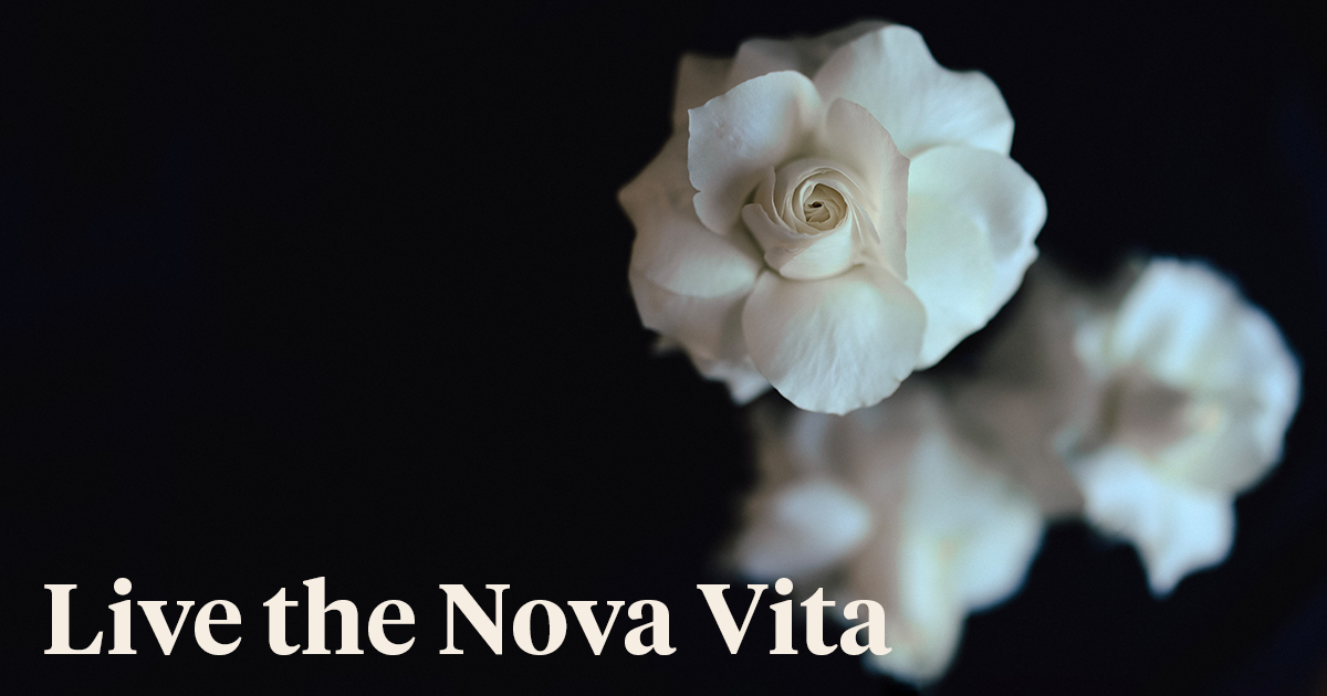 Newly Arrived Rose Nova Vita Shines the Brightest Light