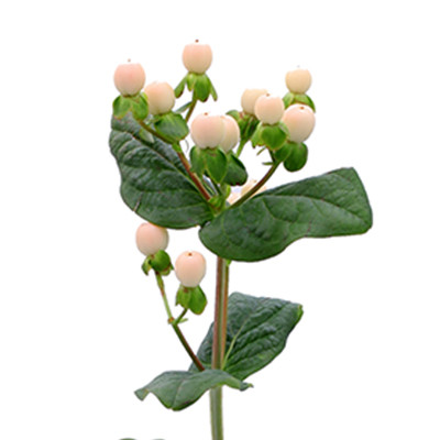 Hypericum Coco Avanti | Product Featured on Thursd.com