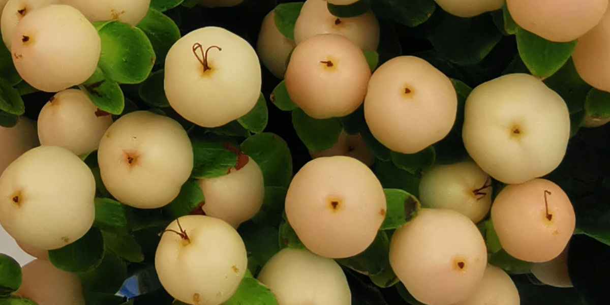 Hypericum Coco Avanti - Product onThursd