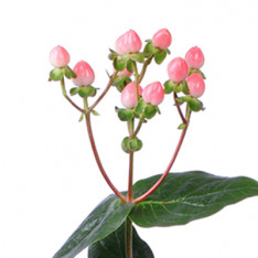 Hypericum Coco Casino | Product Featured on Thursd.com