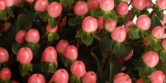 Hypericum Coco Kimono | Product Featured on Thursd.com