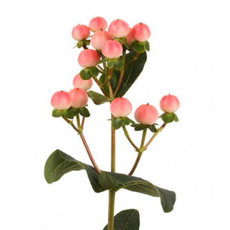 Hypericum Coco Tiamo | Product Featured on Thursd.com