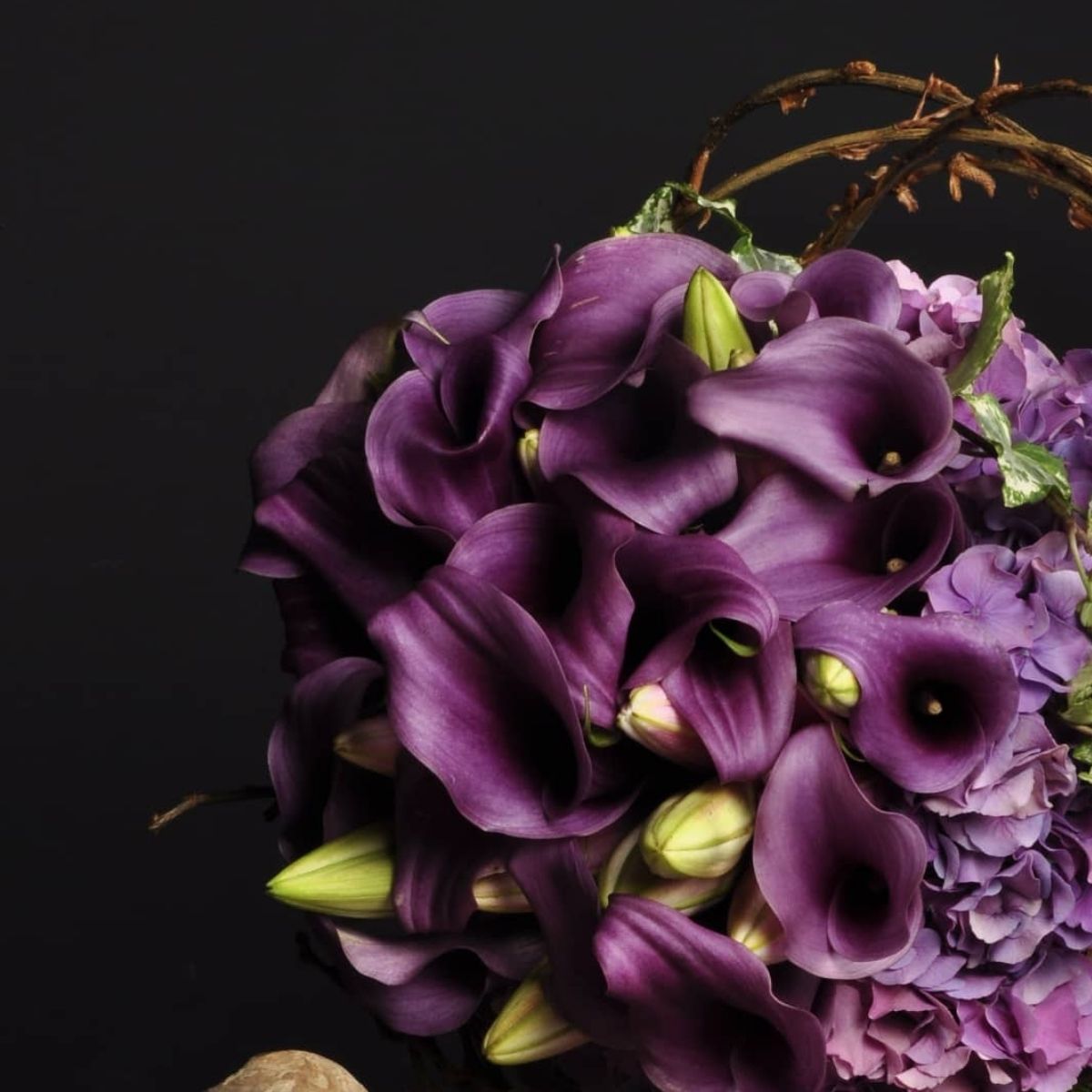 Odessa - A Black Calla Lily - Thursd