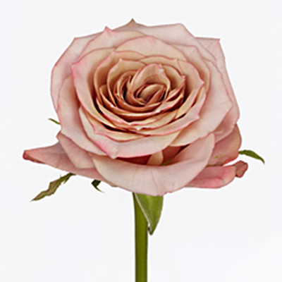 Rosehip Tender Hiphop - Thursd