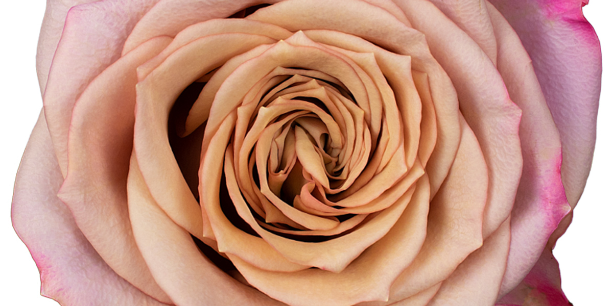 Rose Moon Dust | Product Featured on Thursd.com