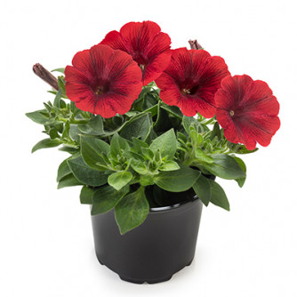 Petunia Tea Red