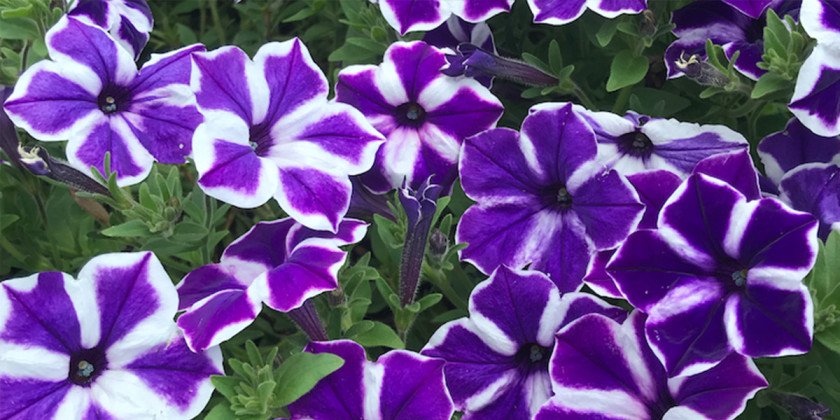 Petunia Tea Violet Bicolor