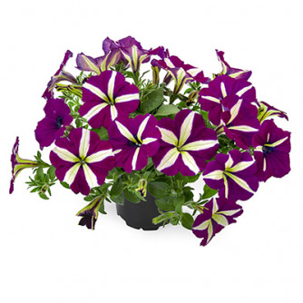 Petunia Tea Violet Bicolor