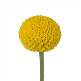 Craspedia Paintball Pop