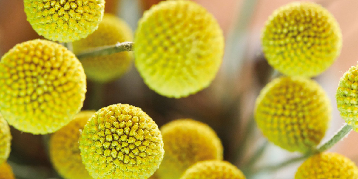 Craspedia Paintball Pop