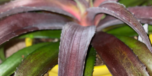 Mangave Red Wing - Product onThursd