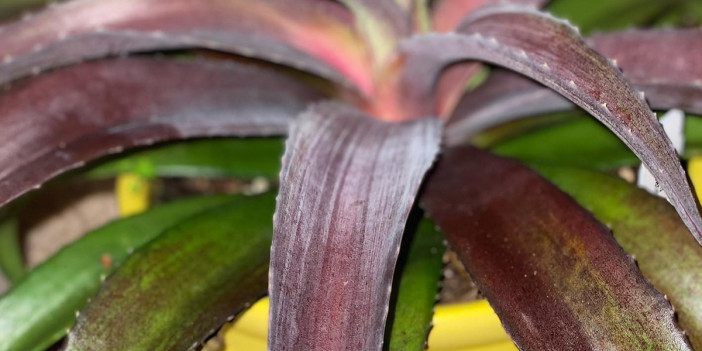 Mangave Red Wing - Product onThursd