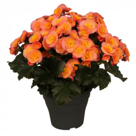 Begonia Belove Peach®