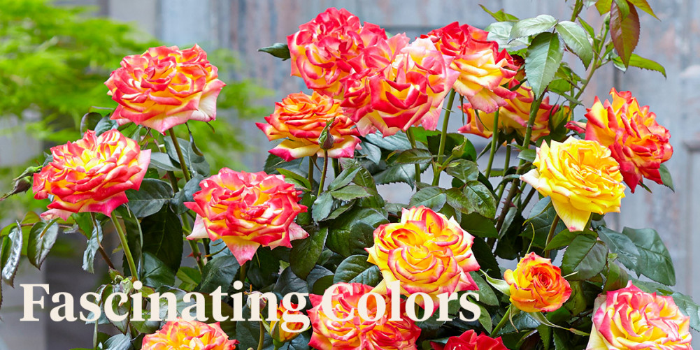 Rose Twister Select: Fragrant Multicolor Garden Star