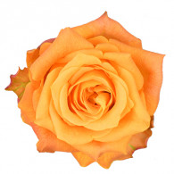 Rose Malaga | Product Featured on Thursd.com