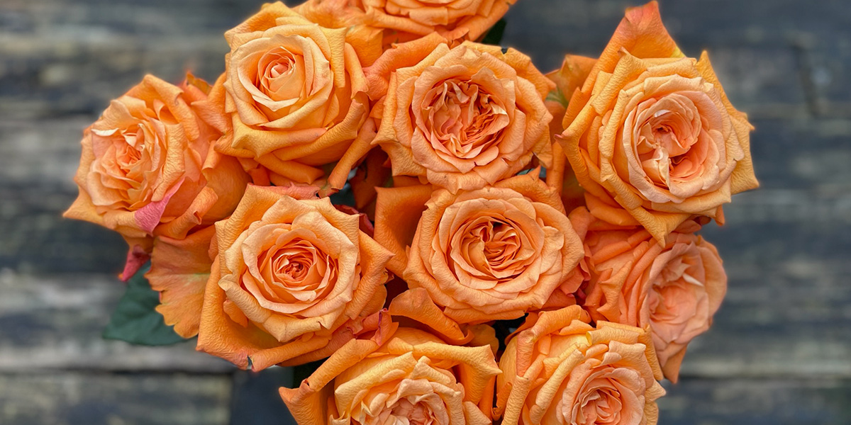 Rose Malaga | Product Featured on Thursd.com