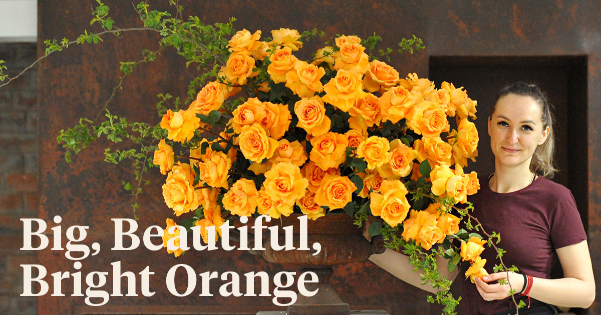 Decofresh Unveils Rose Malaga Bright Orange Newcomer