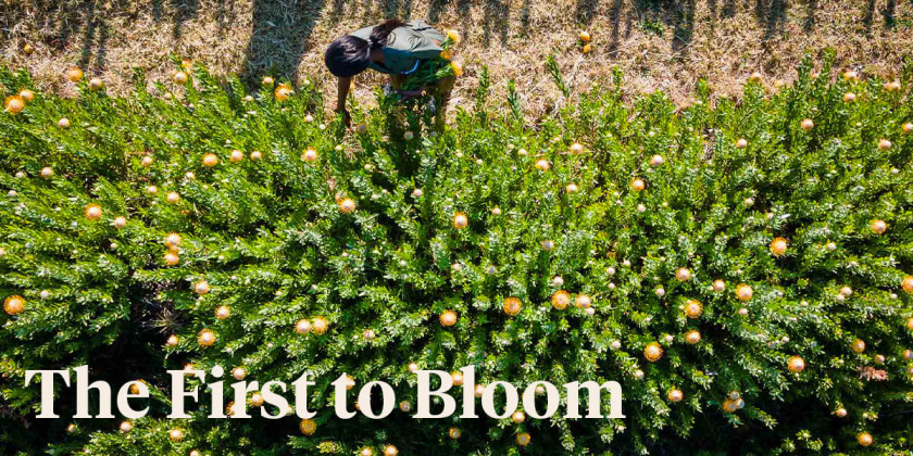 Meet the Beautiful Flowers of Zuluflora