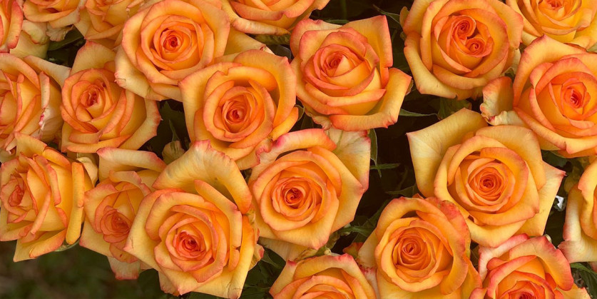 Rose High Key | Product on Thursd.com