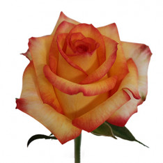 Rose High Key | Product on Thursd.com