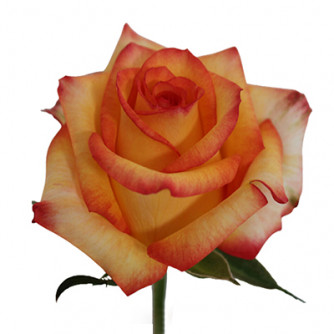 Rose High Key | Product on Thursd.com