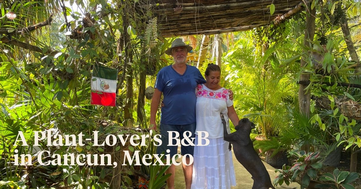 Casa Kin33: Cancún Jungle B&B Paradise for Plant Lovers