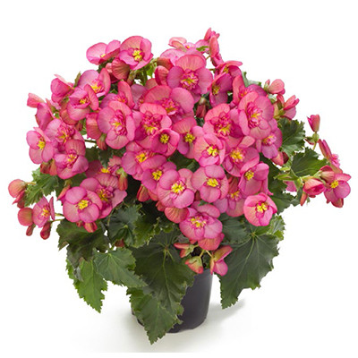 Begonia Dreams Garden Macarose