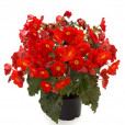 Begonia Dreams Garden Macarouge
