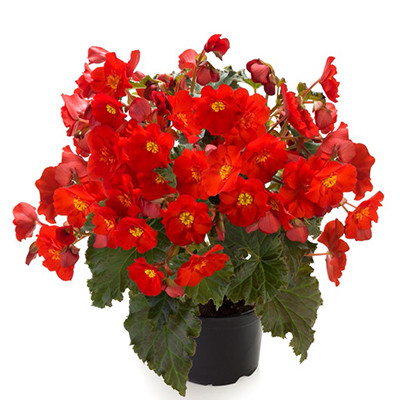 Begonia Dreams Garden Macarouge