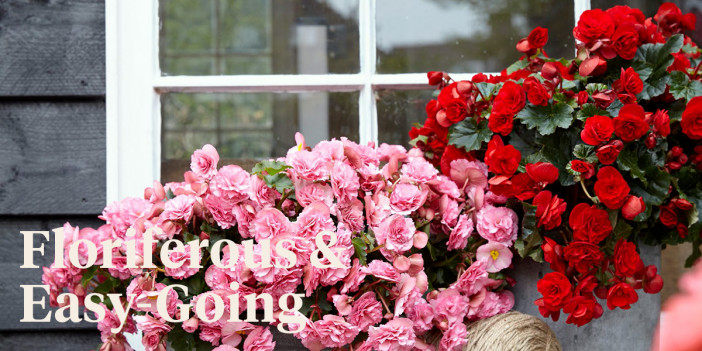 Begonia Garden Dreams Make Your Colorful Wishes Come True