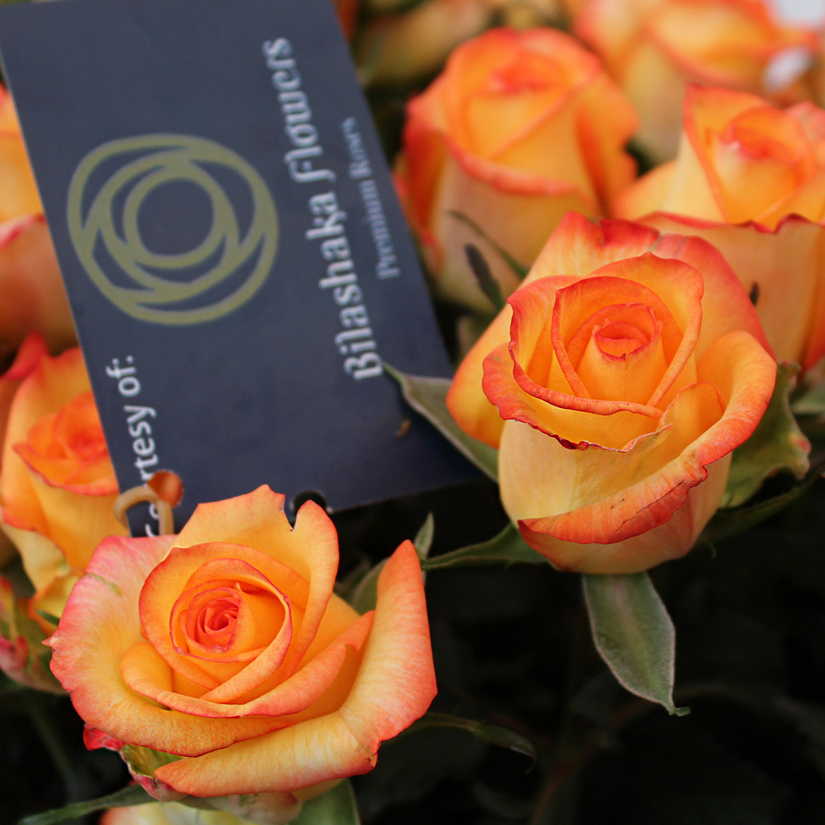 Is the Toffee Rose the Most Popular Brown Rose? - Thursd