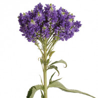 Veronica Smart Fountain